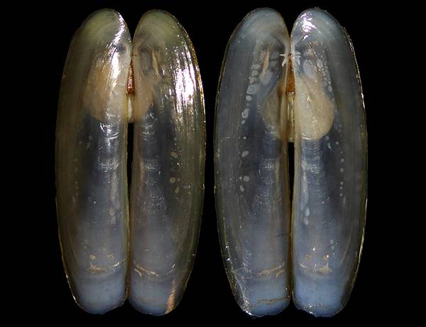 shellauction.net :: Phaxas pelucidus - 3655332