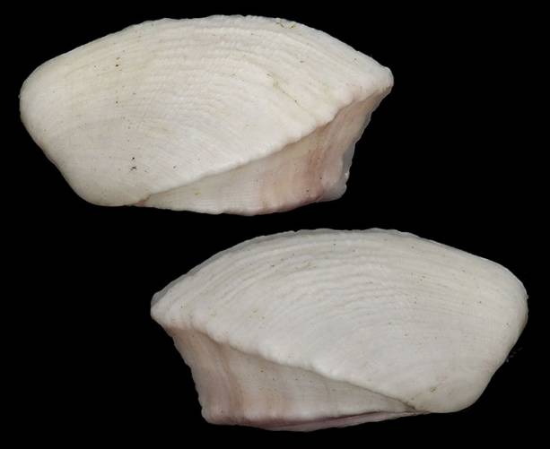 shellauction.net :: Trapezium bicarinatum - 3655347