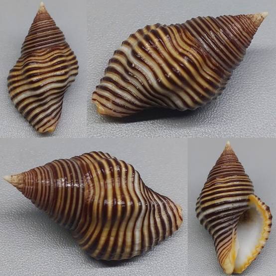 shellauction.net :: Cantharus tranquebaricus - 3655391