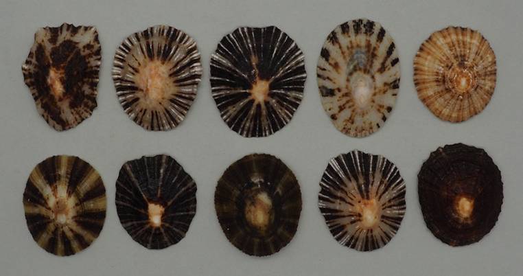 shellauction.net :: Patella species - 3655414