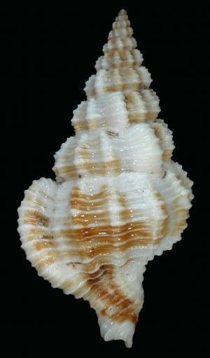 shellauction.net :: Nassaria sinensis - 3655545