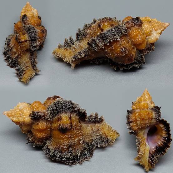 shellauction.net :: Chicoreus sp. - 3655551