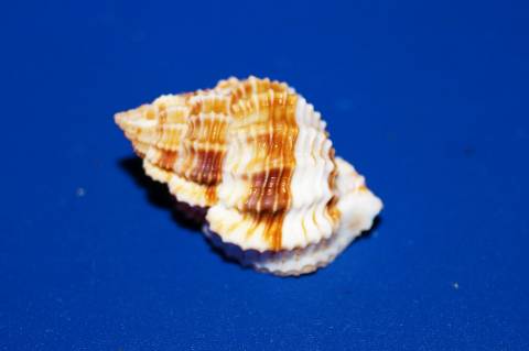 shellauction.net :: Bivetiella similis - 3655711