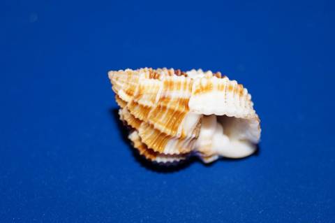 shellauction.net :: Bivetiella similis - 3655711