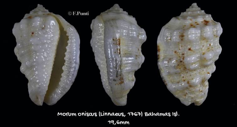 shellauction.net :: Morum oniscus - 3655750