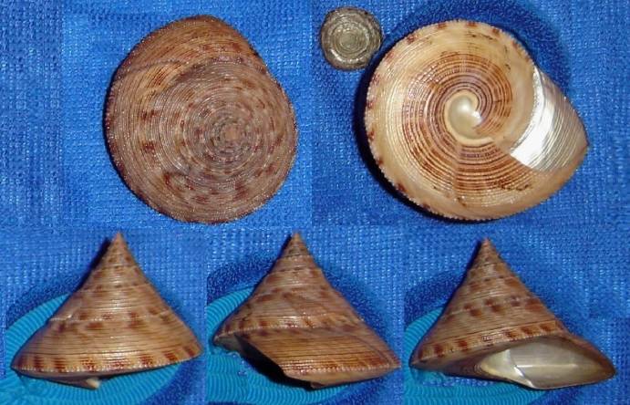 shellauction.net :: Calliostoma formosense - 3655808