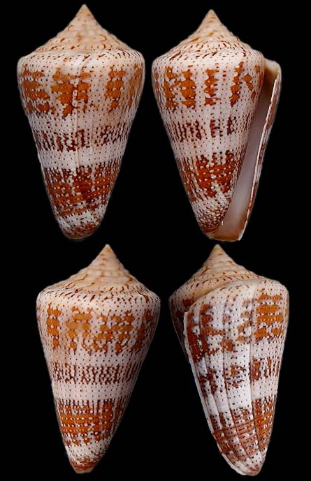 shellauction.net :: Conus cedonulli dominicanus - 3655873