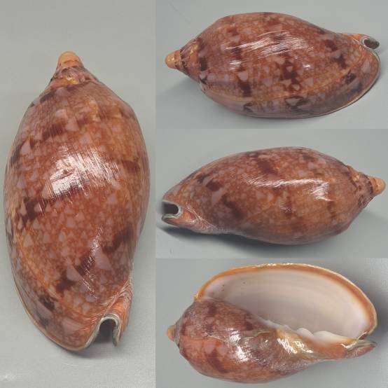 shellauction.net :: Cymbiola innexa - 3655886