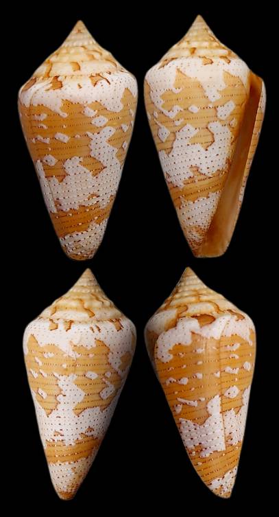 shellauction.net :: Conus cedonulli dominicanus - 3655924