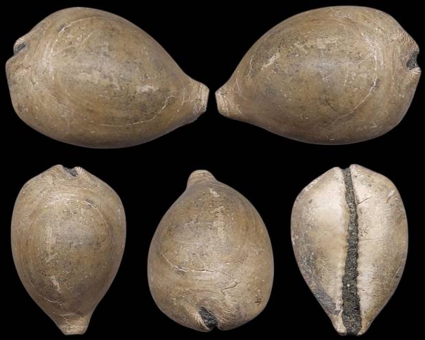 shellauction.net :: Barycypraea murasimilis - 3655965