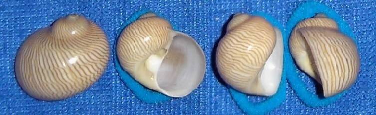 shellauction.net :: Tanea lineata - 3655994