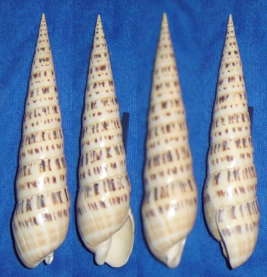 shellauction.net :: Oxymeris maculata - 3656005