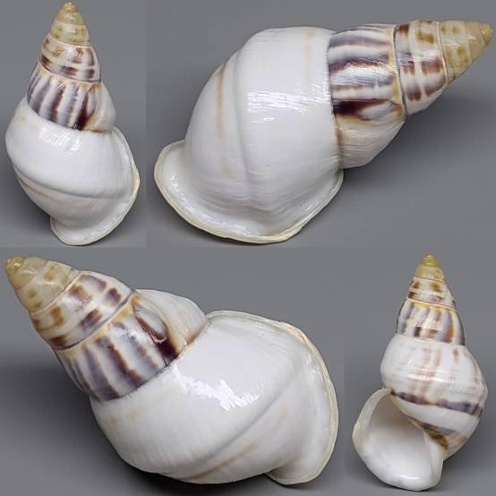 shellauction.net :: Amphidromus sp. - 3656018