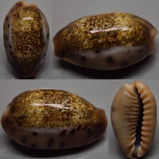 shellauction.net :: Erronea caurica - 3656034