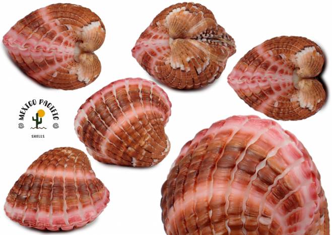 shellauction.net :: Cardita crassicostata - 3656044