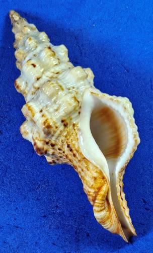 shellauction.net :: Fusinus polygonoides - 3656294