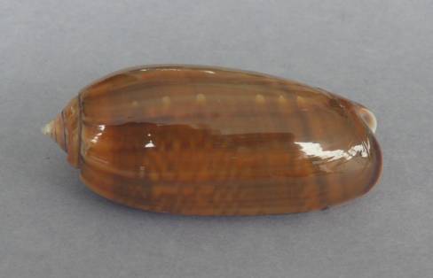 shellauction.net :: Oliva concinna f. chrysoides - 3656457