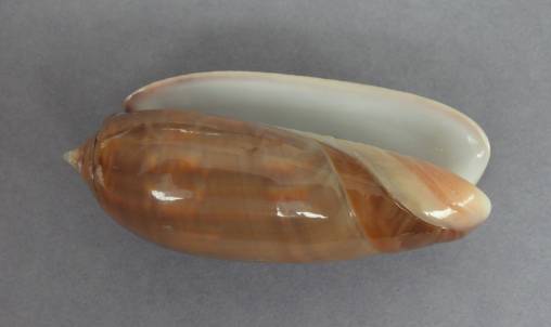 shellauction.net :: Oliva concinna f. chrysoides - 3656457