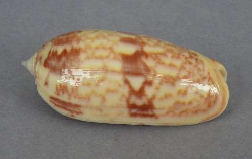 shellauction.net :: Oliva miniacea f. aurantiaca - 3656482