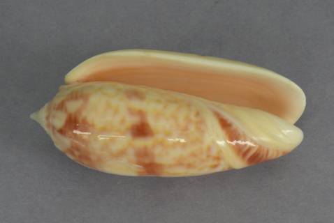 shellauction.net :: Oliva miniacea f. aurantiaca - 3656482