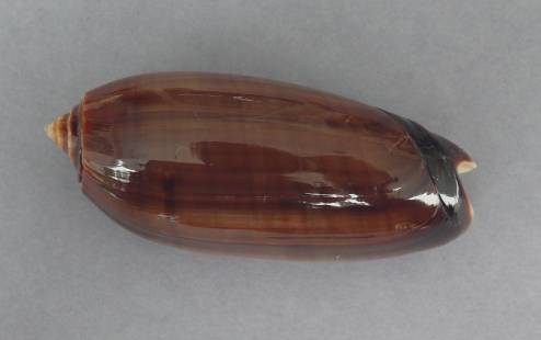 shellauction.net :: Oliva miniacea f. marrati - 3656488