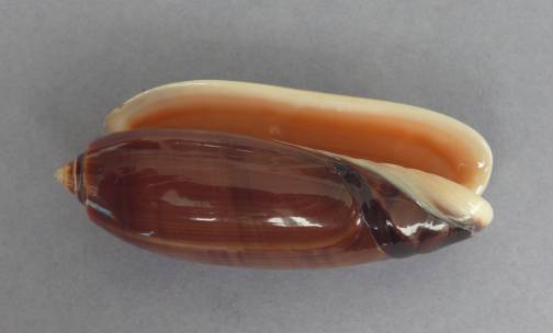 shellauction.net :: Oliva miniacea f. marrati - 3656488