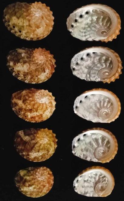 shellauction.net :: Haliotis ovina - 3656498