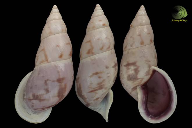 shellauction.net :: Drymaeus auris - 3656517