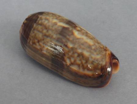 shellauction.net :: Oliva miniacea f. saturata - 3656527