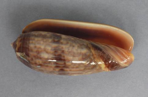 shellauction.net :: Oliva miniacea f. saturata - 3656527