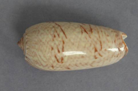 shellauction.net :: Oliva scripta - 3656534