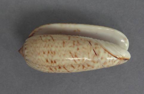 shellauction.net :: Oliva scripta - 3656534