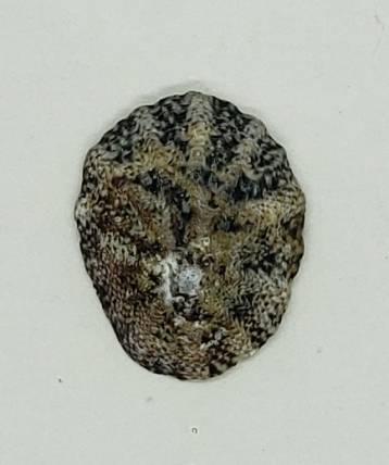 shellauction.net :: Scurria variabilis - 3656599