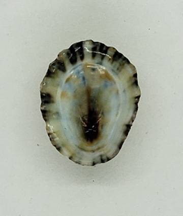 shellauction.net :: Scurria variabilis - 3656599