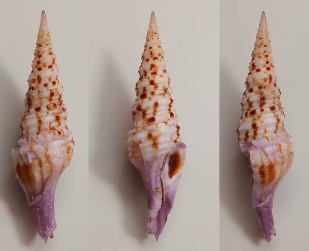 shellauction.net :: Turris nadaensis - 3656648