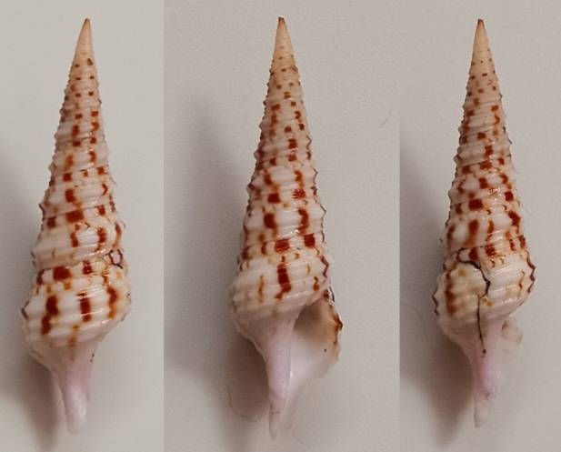 shellauction.net :: Turris nadaensis - 3656666