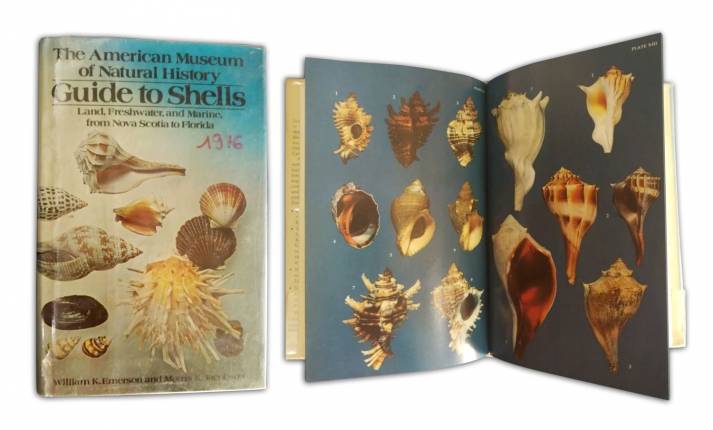 shellauction.net :: W. K Emerson & M. K Jacobson Guide to shells, land ...