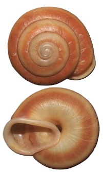 shellauction.net :: Obba columbaria - 3656764