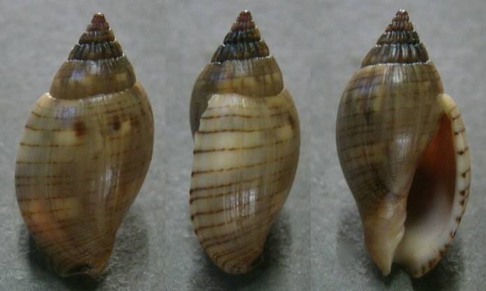 shellauction.net :: Lyria deliciosa - 3656820