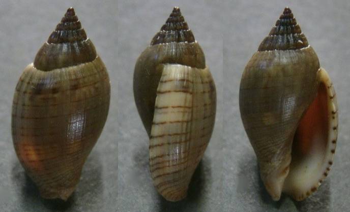 shellauction.net :: Lyria deliciosa - 3656825