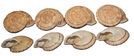 shellauction.net :: Obba rota - 3656838