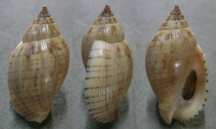 shellauction.net :: Lyria deliciosa - 3656861