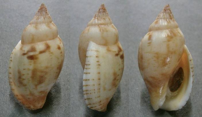 shellauction.net :: Lyria deliciosa ssp. - 3656900