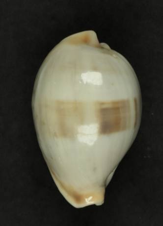 shellauction.net :: Cypraea angioyorum - 3656941