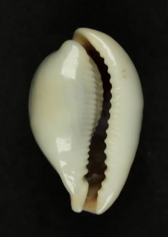 shellauction.net :: Cypraea angioyorum - 3656941