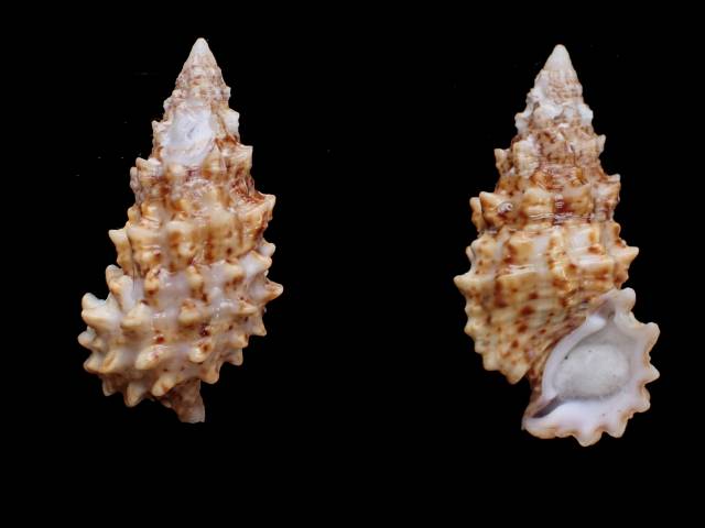 shellauction.net :: Cerithium echinatum - 3657068