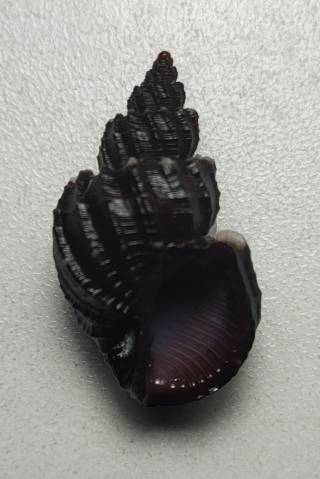 shellauction.net :: Scalptia textilis - 3657089