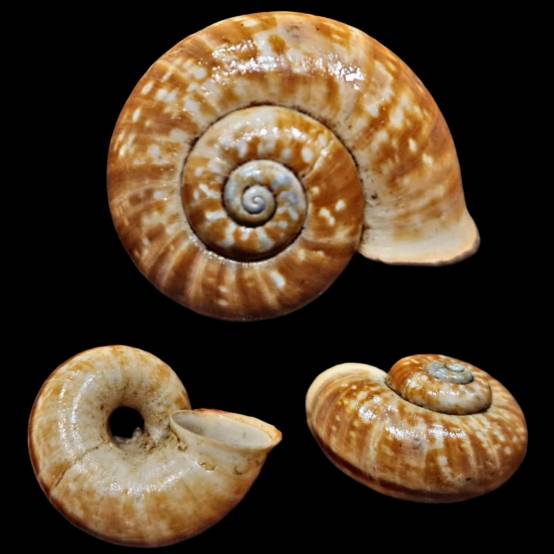 shellauction.net :: Cyclotus sp. - 3657126