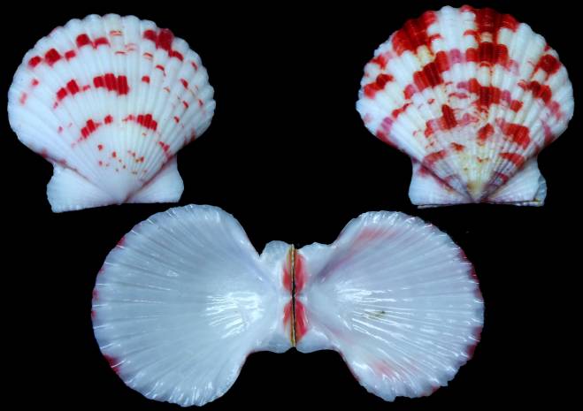 shellauction.net :: Annachlamys reevei - 3657164