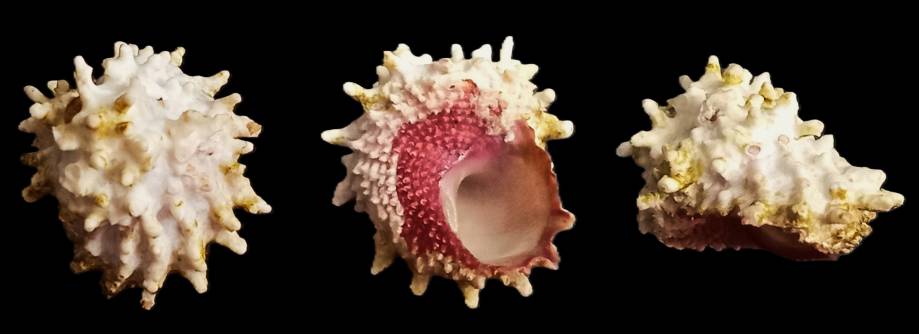 shellauction.net :: Astralium sp. - 3657183